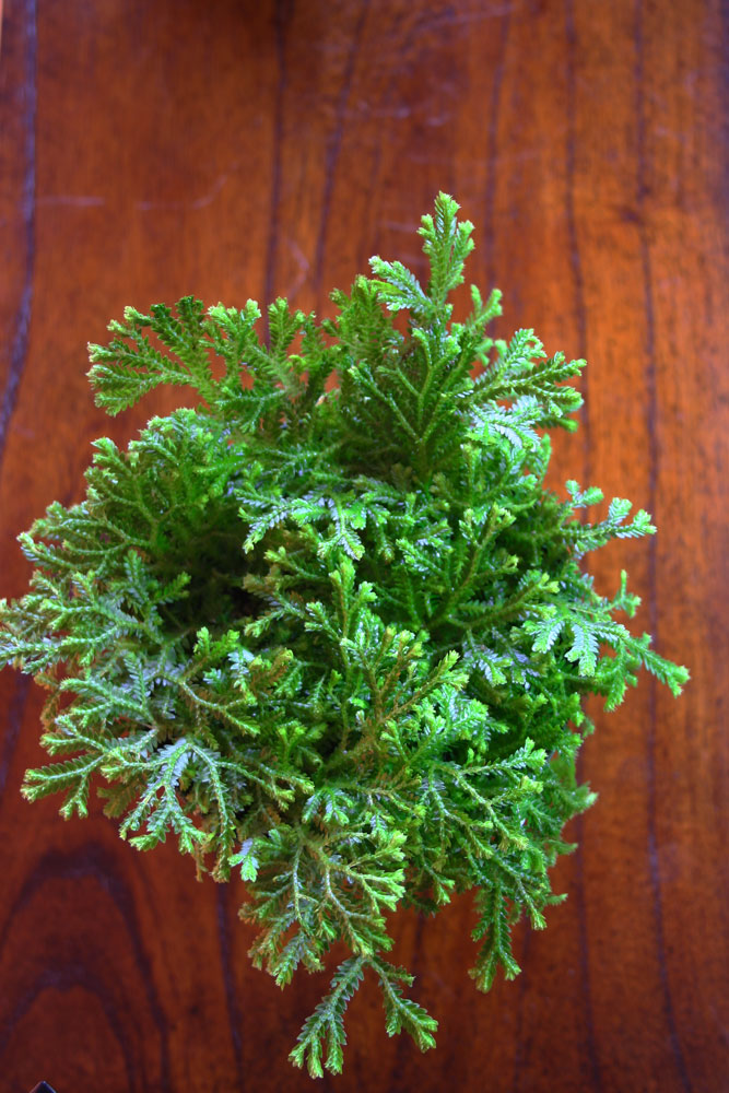 The Rainforest Garden: Six Shades of Selaginella