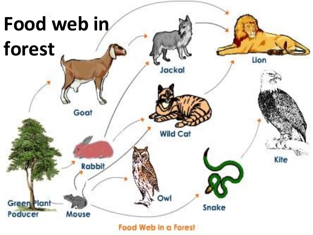 New Knowledge: Life Sciences: Food Chains And Food Webs