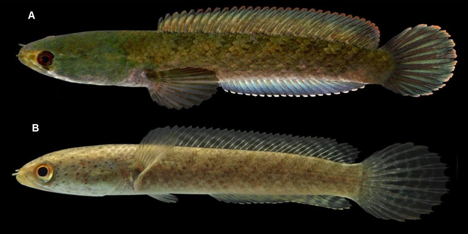 Species New to Science: [Ichthyology • 2018] Channa royi • A New ...