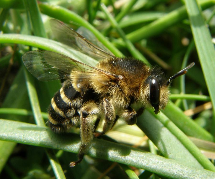 Variety of Life: Melittidae