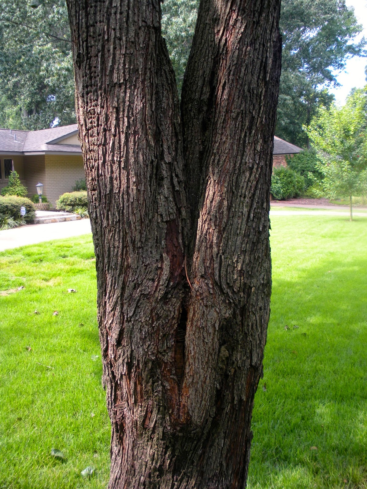Memphis Trees: Bradford pears at hoary age