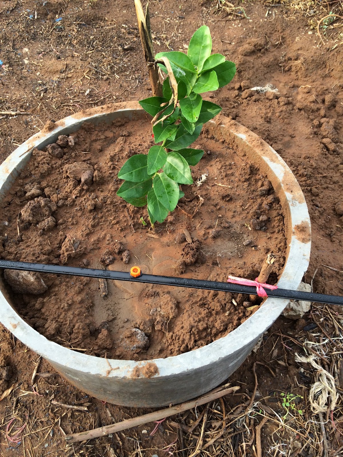 My Green Collections: Lime Grow In Pot Cement