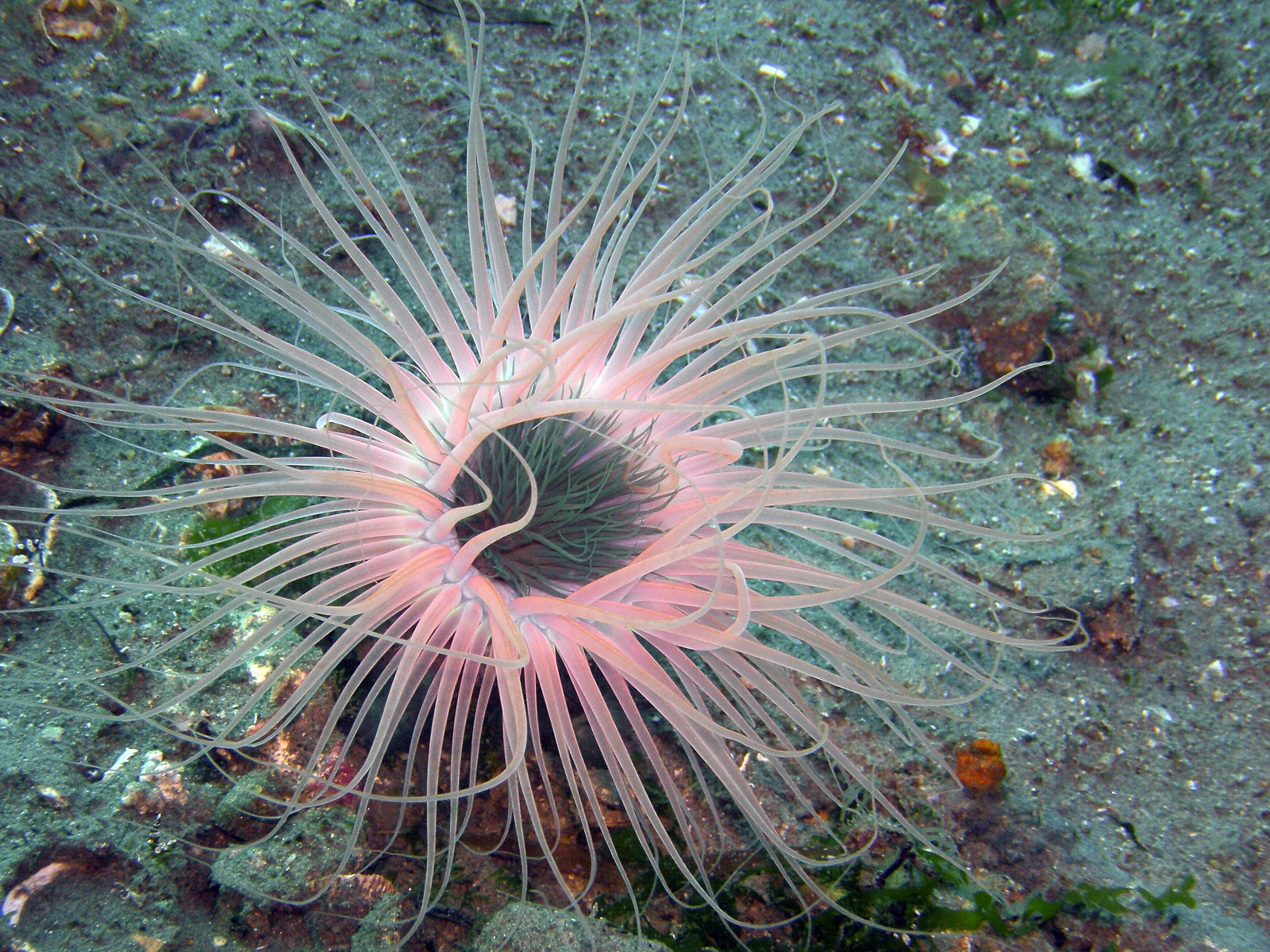 Real Monstrosities: Tube Anemone