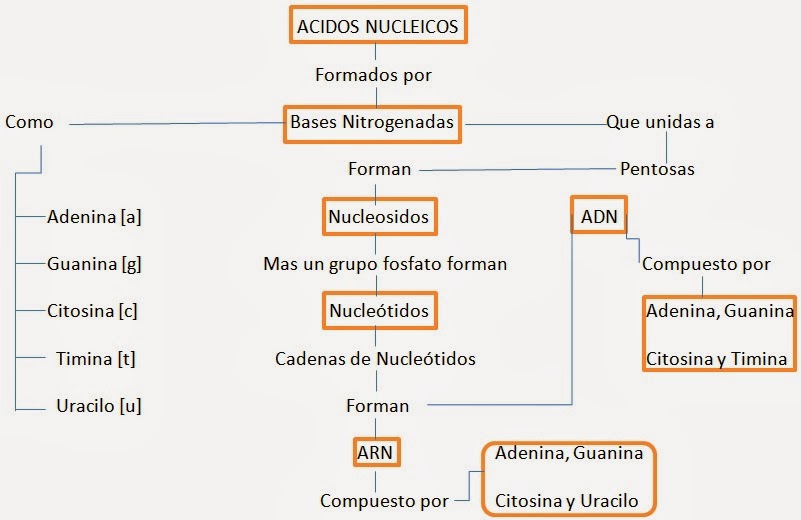 Mapa Mental Cidos Nucleicos Ensino