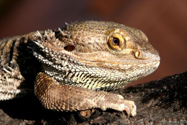 Breaded Dragons |Breaded Dragon | Breaded Dragon care