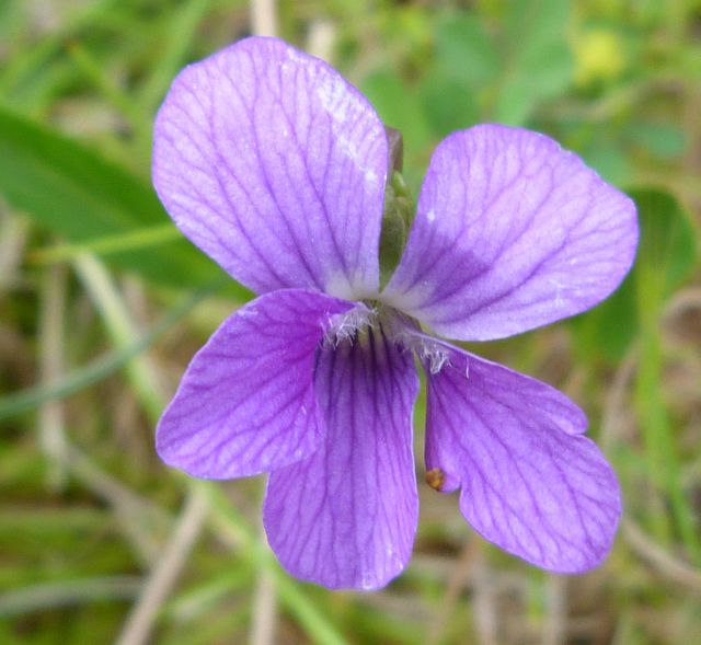 ANPS does the plants and insects of Burra