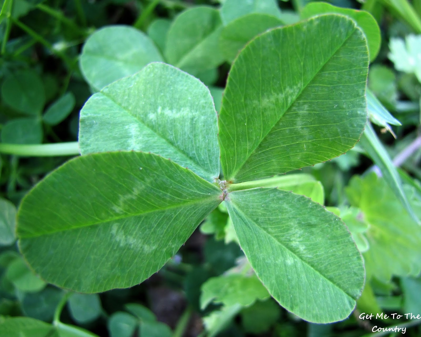 Get Me To The Country: Four-Leaf Clover Tea