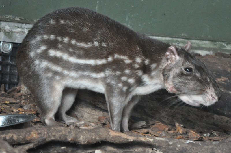 ZOOTOGRAFIANDO (6.100 ANIMALS): PACA / LOWLAND PACA (Cuniculus paca)