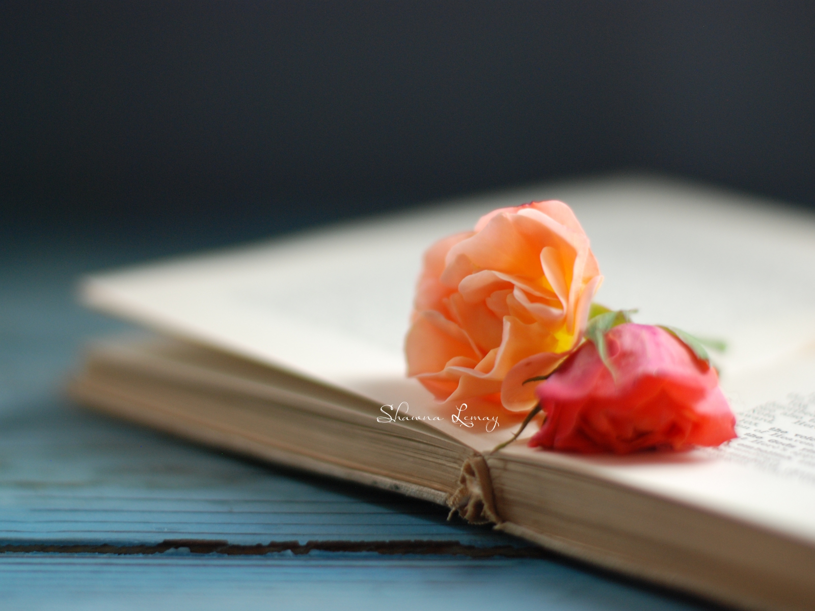 Yüksek Çözünürlüklü Güzel HD Resimler - Kaliteli HD Resimler | Rooteto