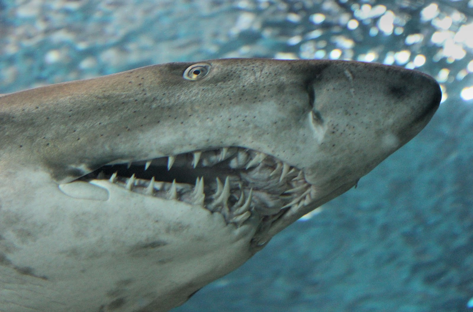 Bethany: Blue Planet Aquarium Day