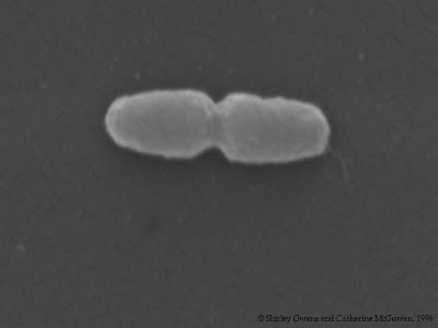 Curiosidades de la Microbiología: noviembre 2012