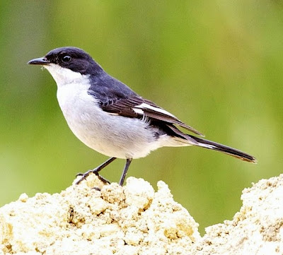 Birds of the World: Fiscal flycatcher