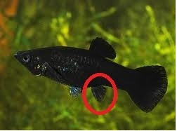 Fish Be With You!: Telling the Gender Apart