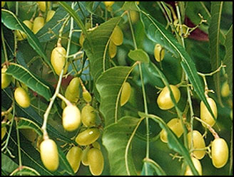 RW PAISAGISMO: ÁRVORE: NIM / NEEM INDIANO