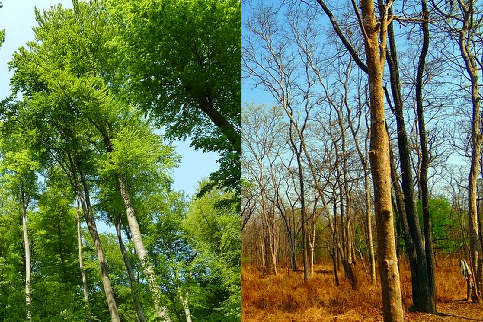 Humid Continental Climate