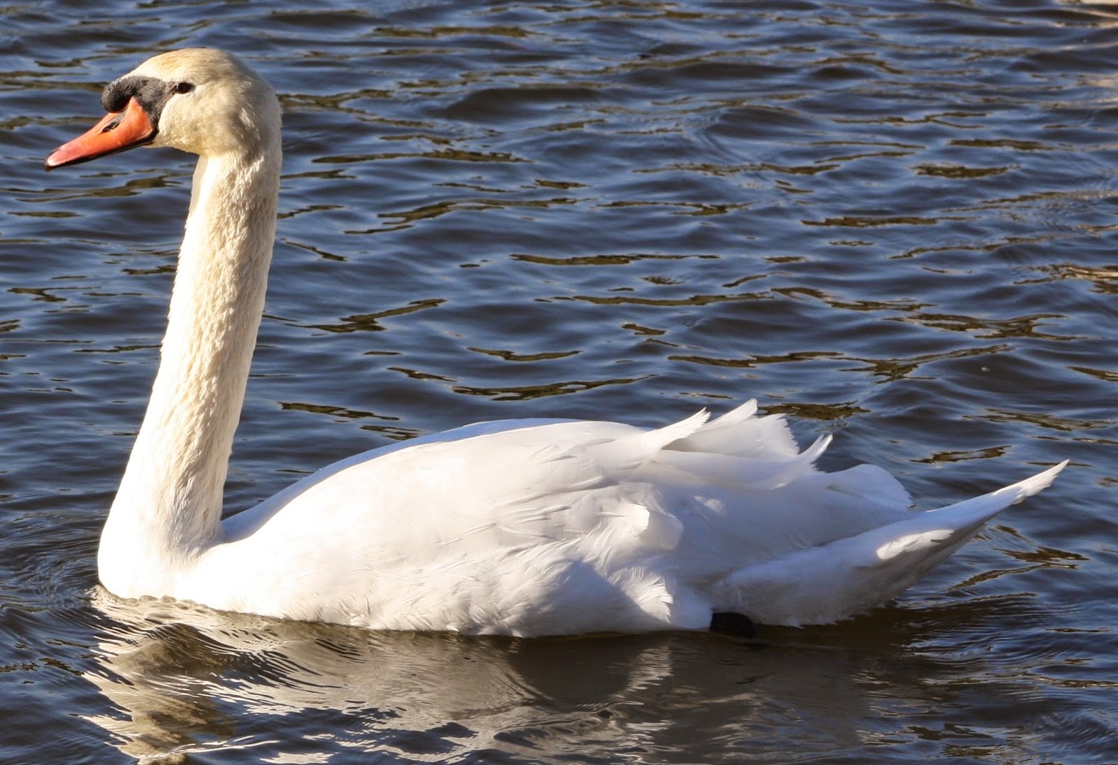 Imagens da vida animal: Cisne-branco (Cygnus olor)