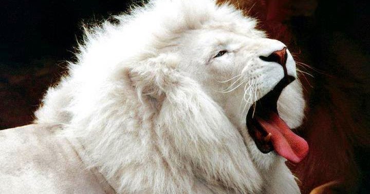 Interesting Facts About White Lions Do You Know interesting-facts-about-white-lions-do-you-know