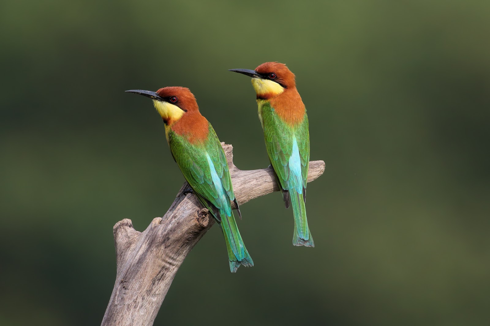 Kek Lok Si Temple: The most ornate Bee-eater colony