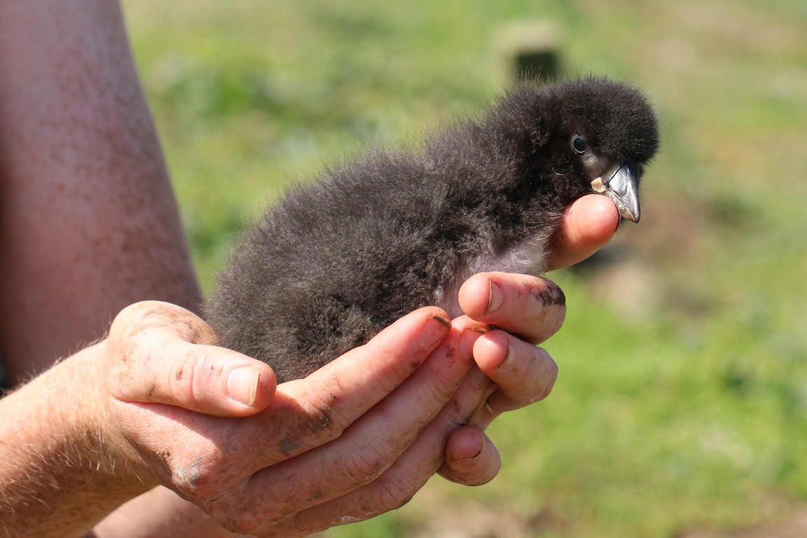 The Skomer Island Blog: When things go ‘jump’ in the night… a puffling ...