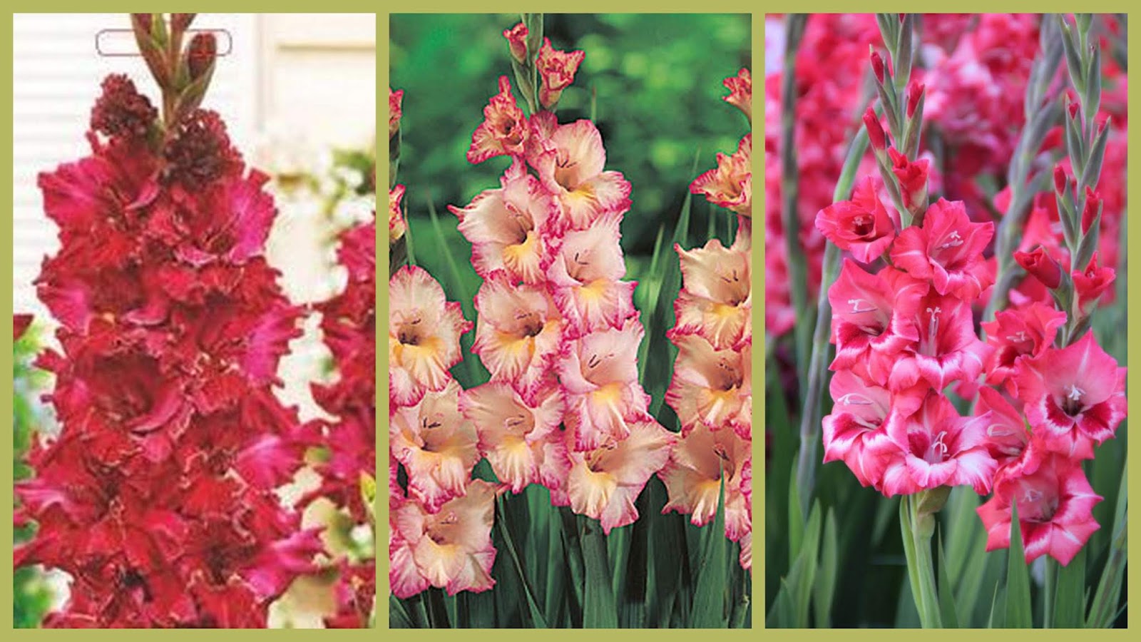 marieke nolsen: Verzot op Gladiolen