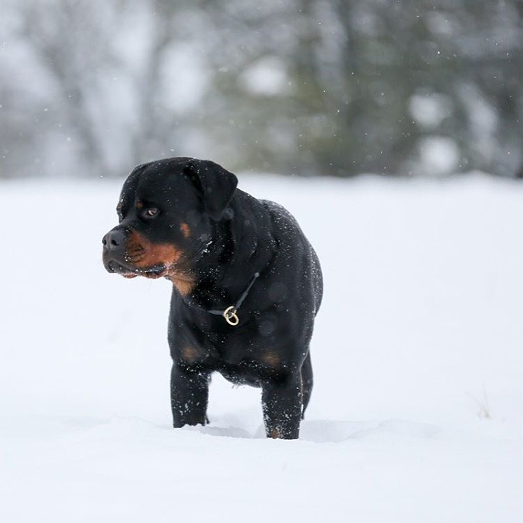 Best friend! Gorgeous Rottweiler! - My Interests
