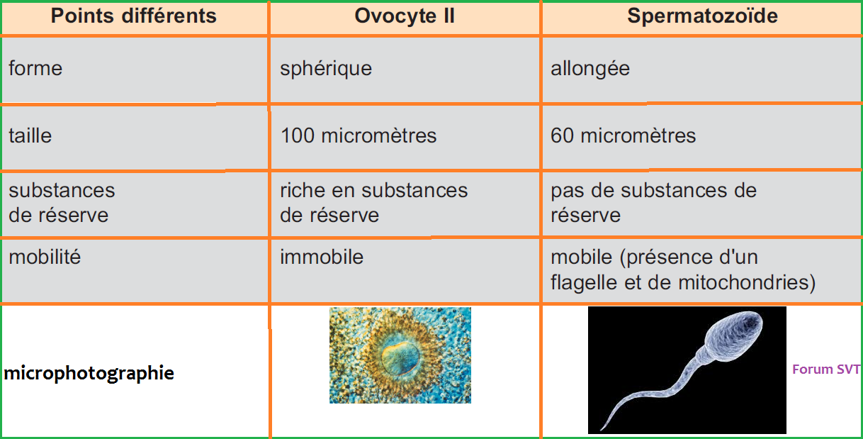 cours du science de la vie et de la terre: COMPARAISON ENTRE L'OVOCYTE ...