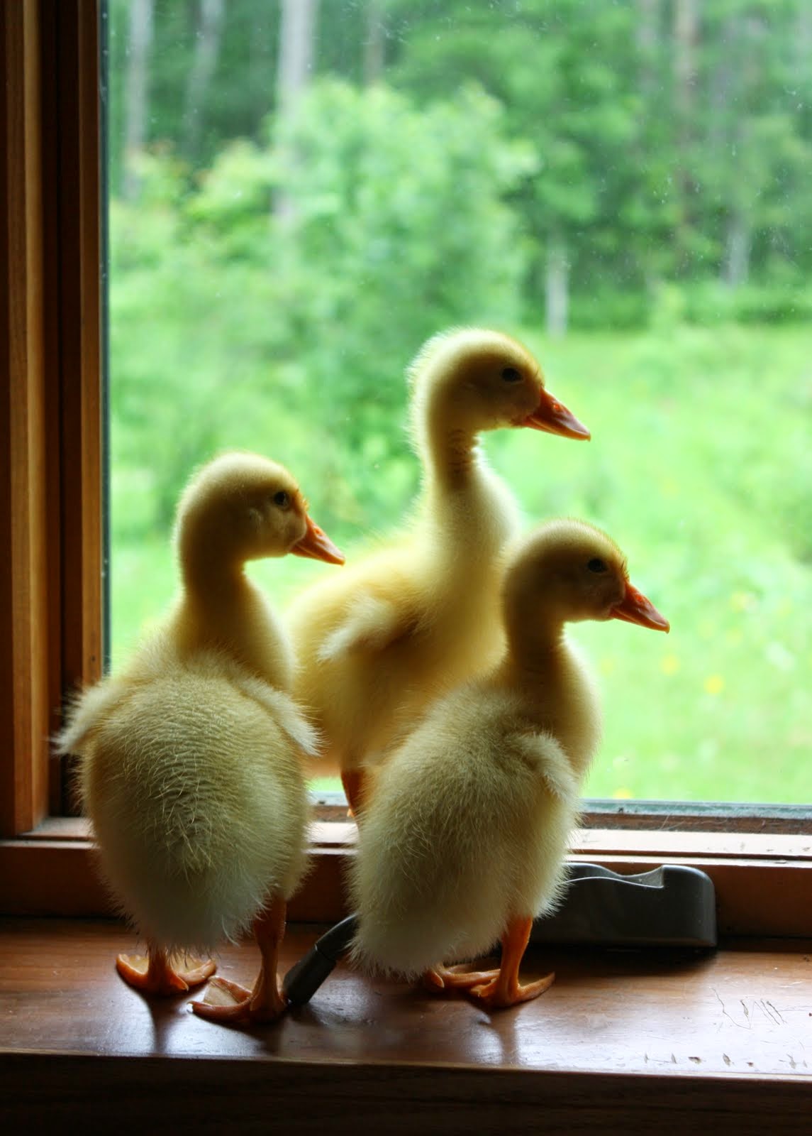 lil fish studios: how much is that ducky in the window?