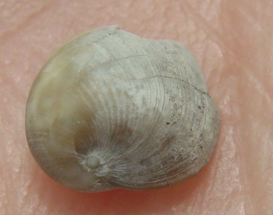 MUSEO PALEONTOLÓGICO DE SOBRARBE: Fósiles miniatura