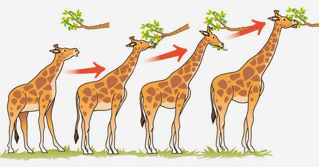 biología básica : ¿Que es una adaptación?