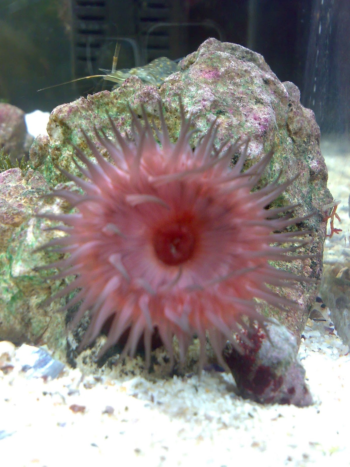 aqua-biotopes: Saltwater Biotope Aquarium