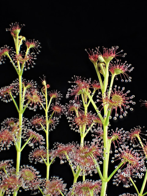 Drosera stolonifera ssp.stolonifera