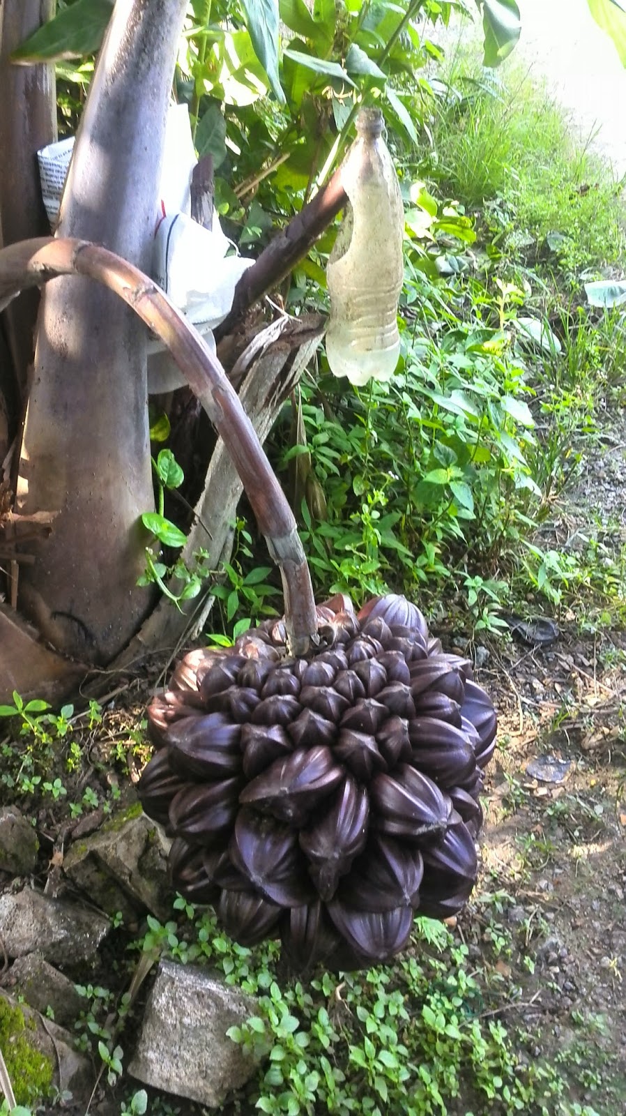 namakucella: NIRA NIPAH @ SEDAKA