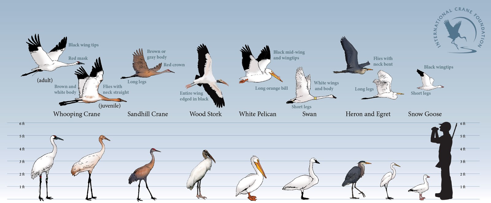 Inkwell Inspirations: Crane Spotting