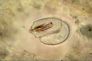 Catalogue of Organisms: September 2011