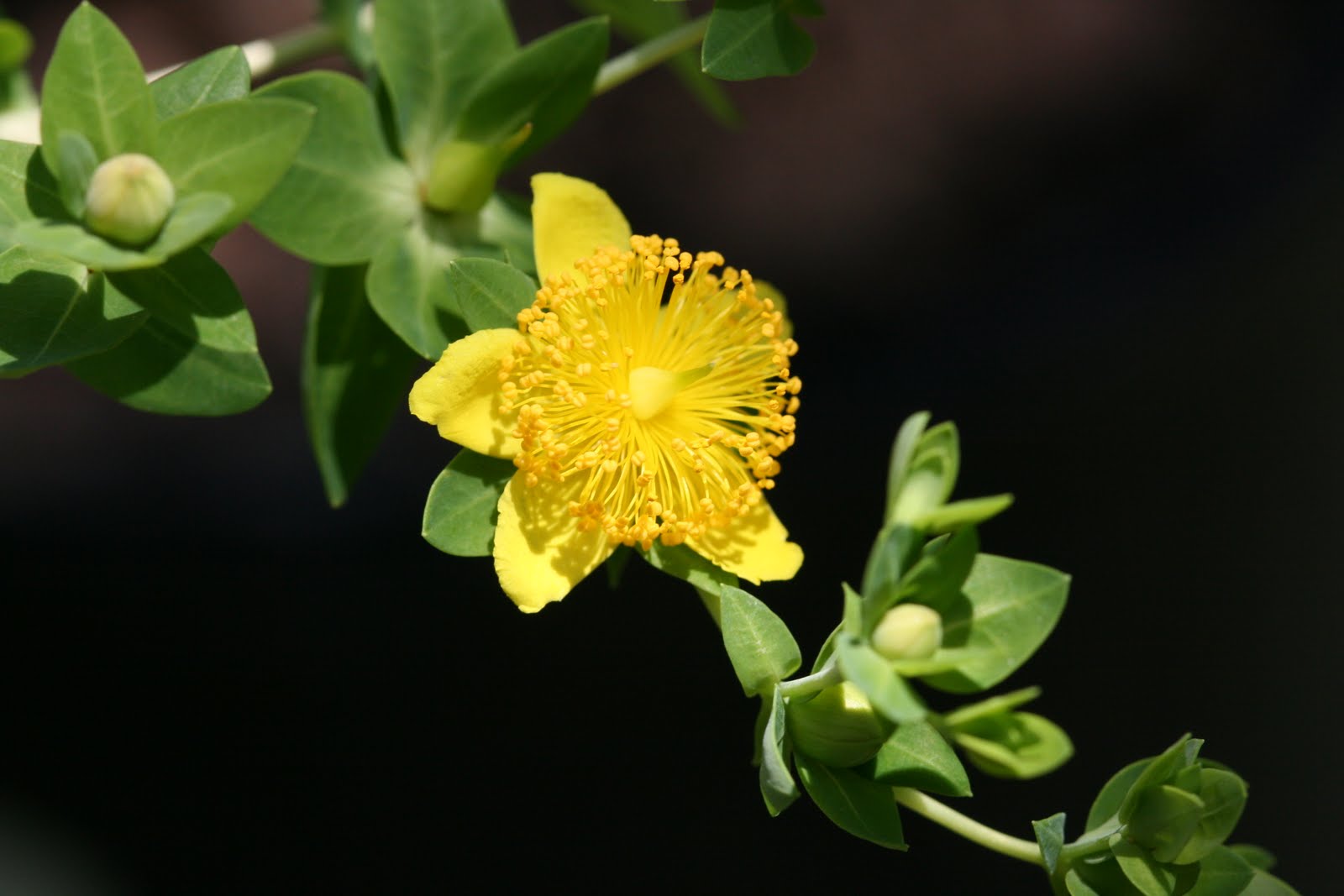 Native Florida Wildflowers: Myrtle-leaved St. John's-wort - Hypericum ...