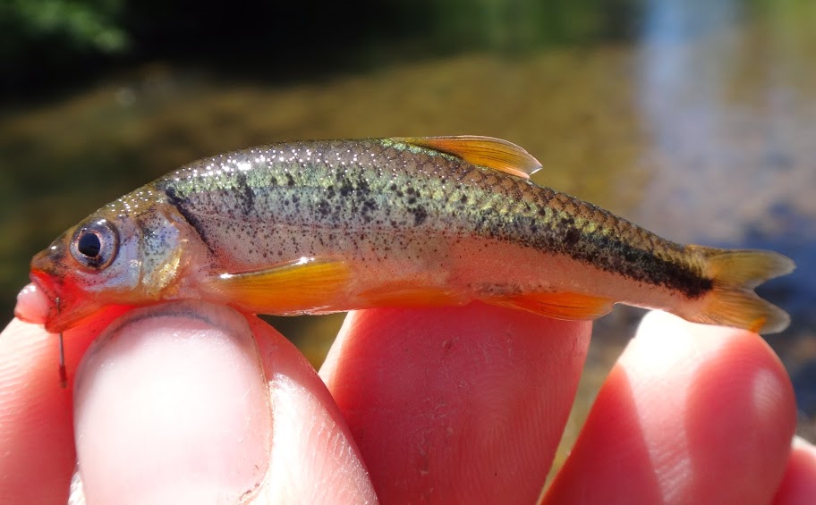 Ben Cantrell's fish species blog: 2014 NANFA convention part 3 - New ...