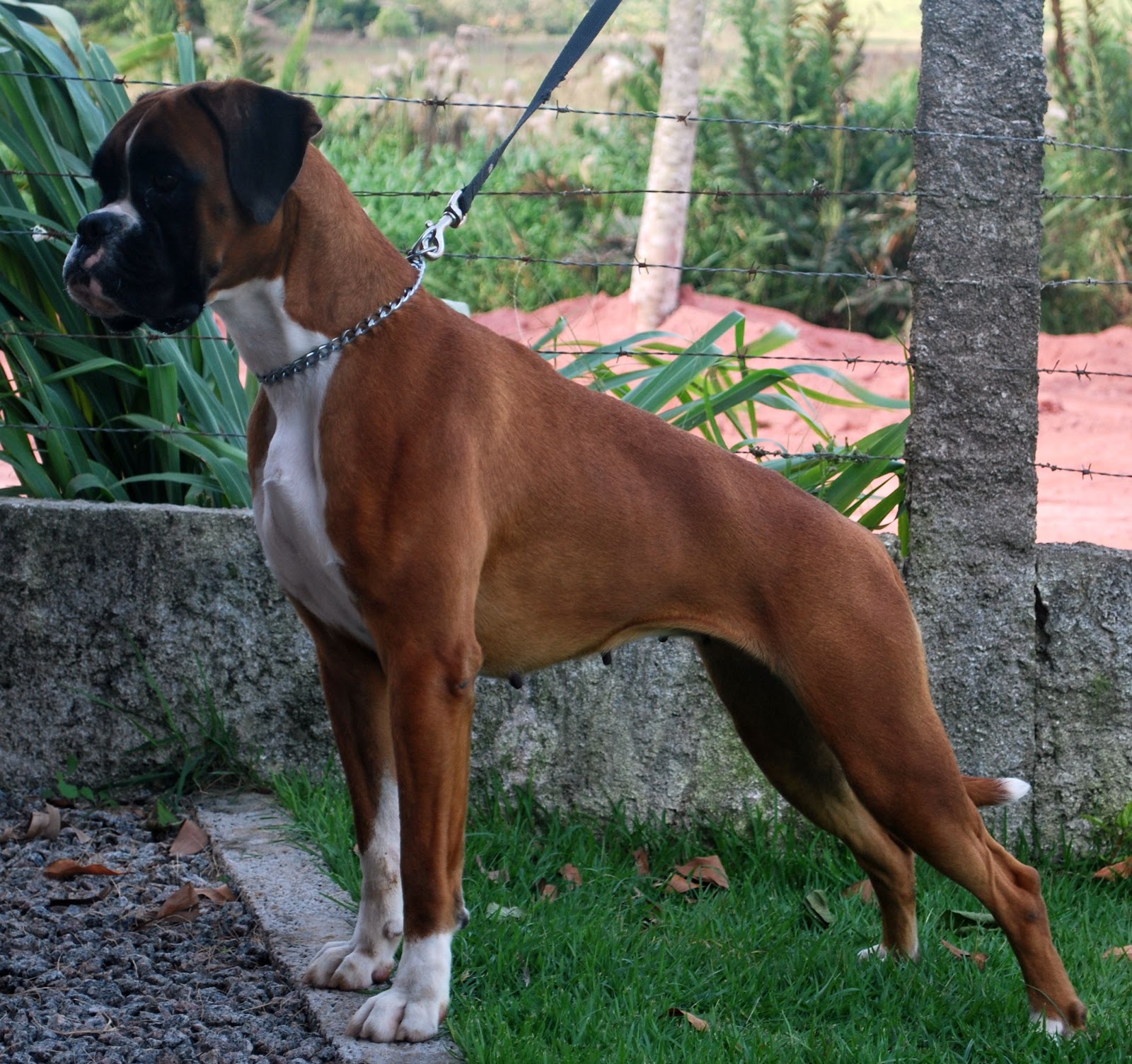 CANIL NEW CONGO: BOXER EUROPEU.