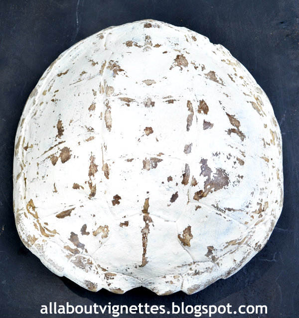 All About Vignettes: Sun Bleached Tortoise Shells