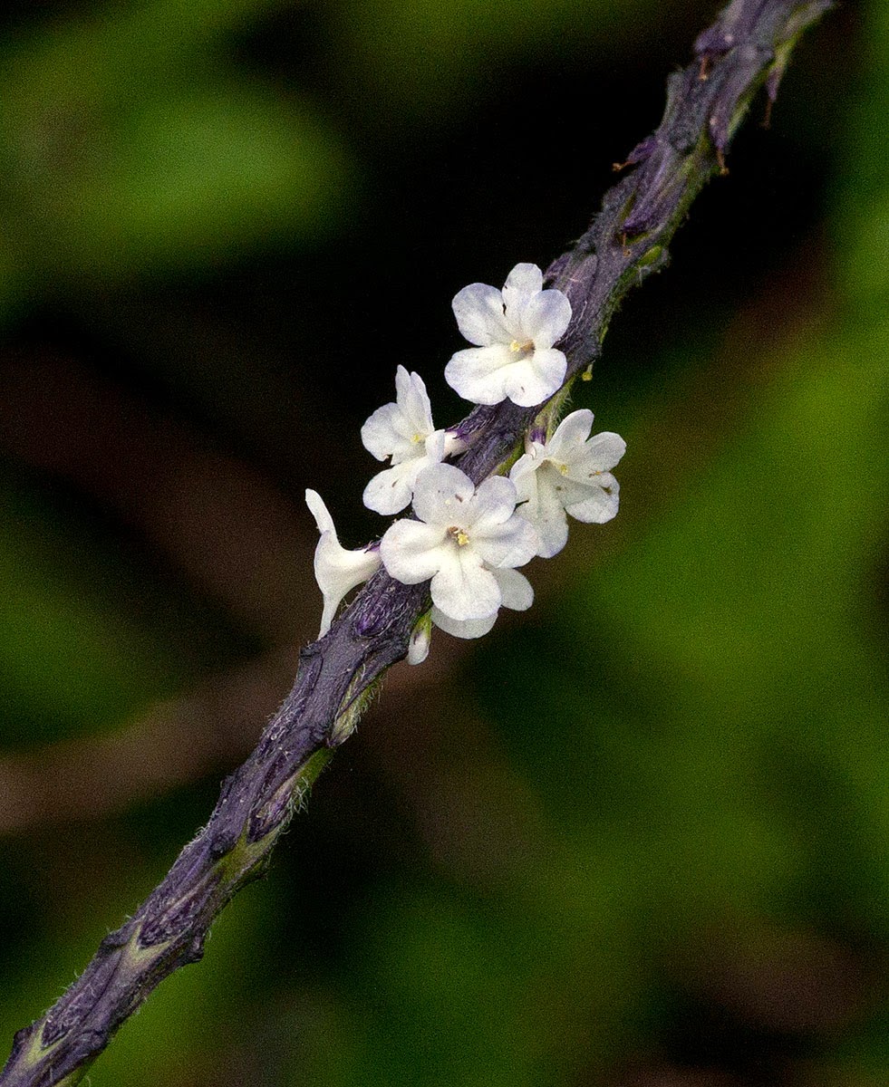 My Wonderful Timez.: 'Sayur Kacang' zaman budak2...Stachytarpheta ...