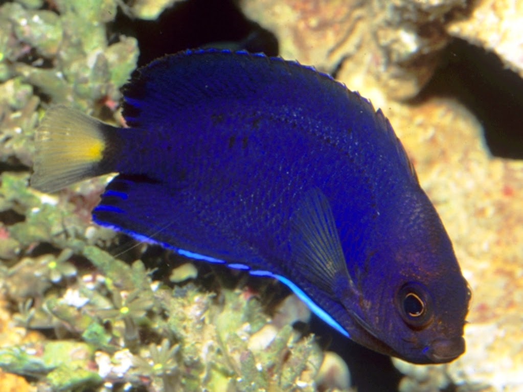 Angelfish - Ikan Angel