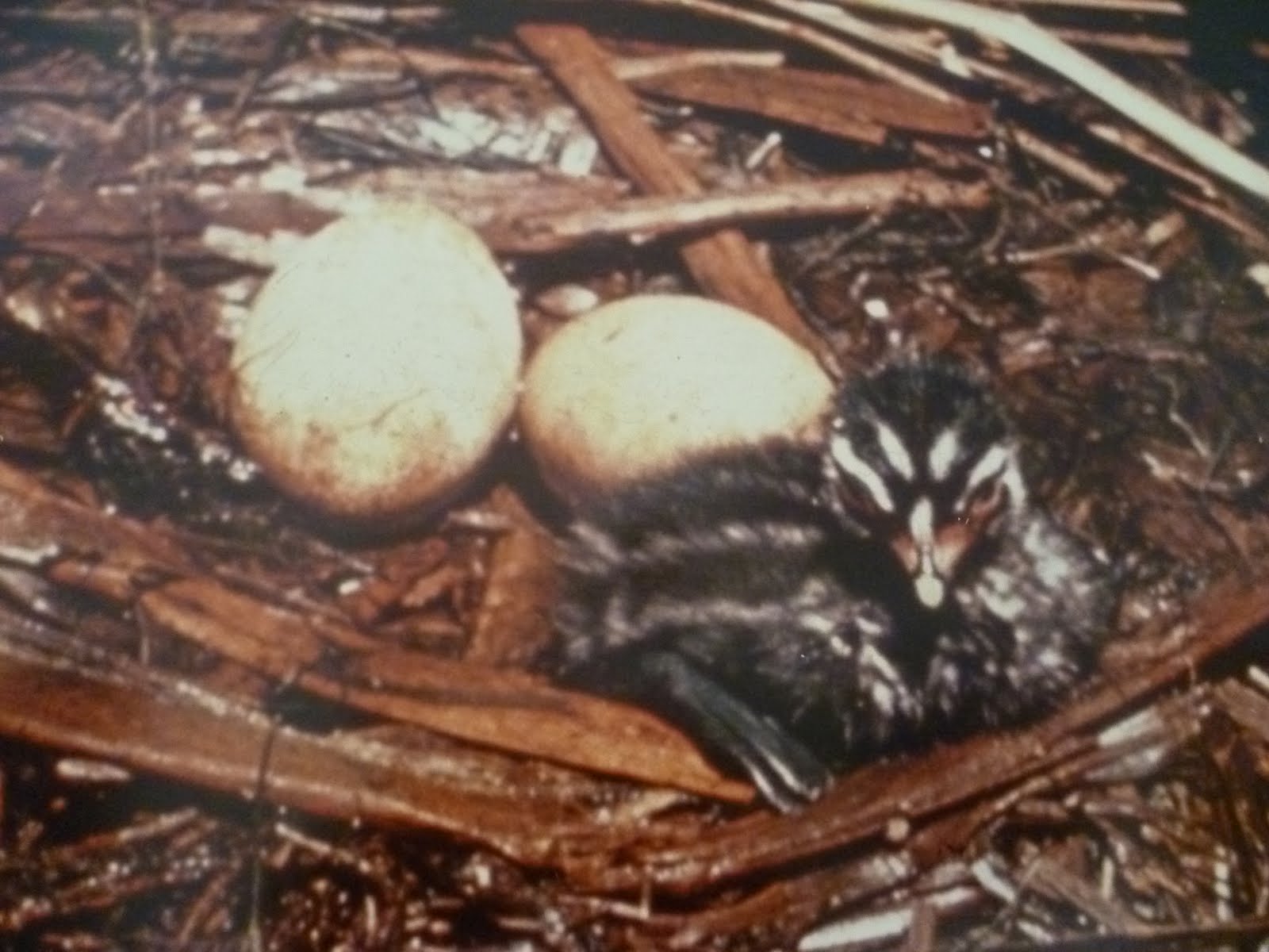 Atitlan Grebe - Podilymbus gigas - Birds of the World