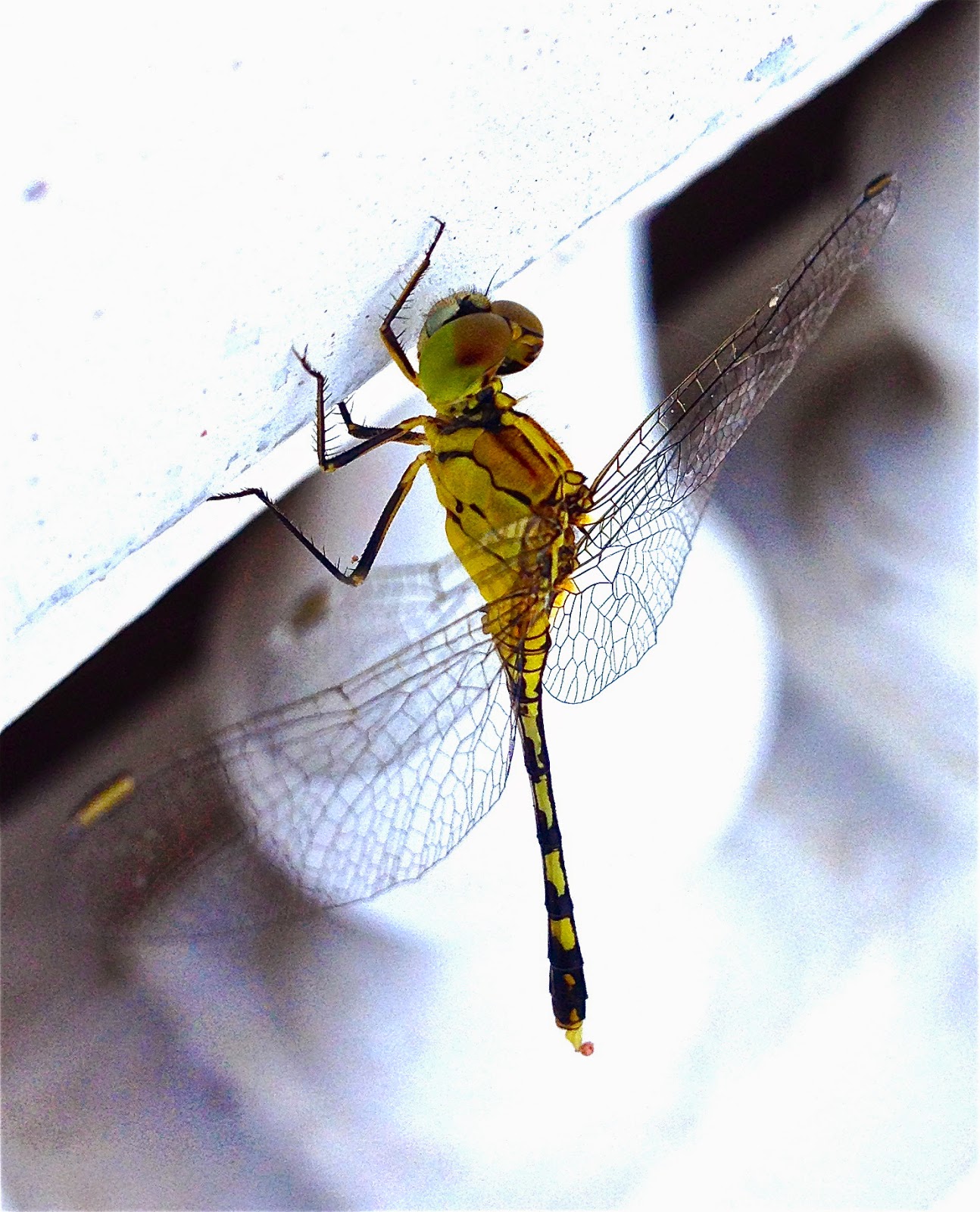 The Insect Diary: Chalky Percher Dragonfly: Diplacodes trivialis