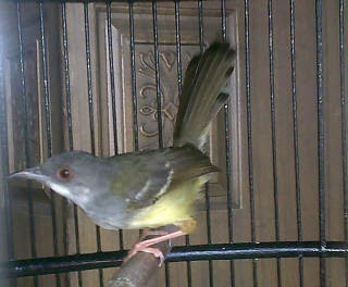 Mengenal Burung Ciblek Jawa (Jantan Dan Betina) - Ragam Keistimewaan ...