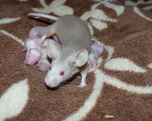 Hodowla Myszy Rasowych