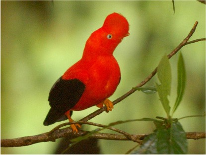 Animales y Plantas de Perú: Gallito de las Rocas - Rupícola peruviana