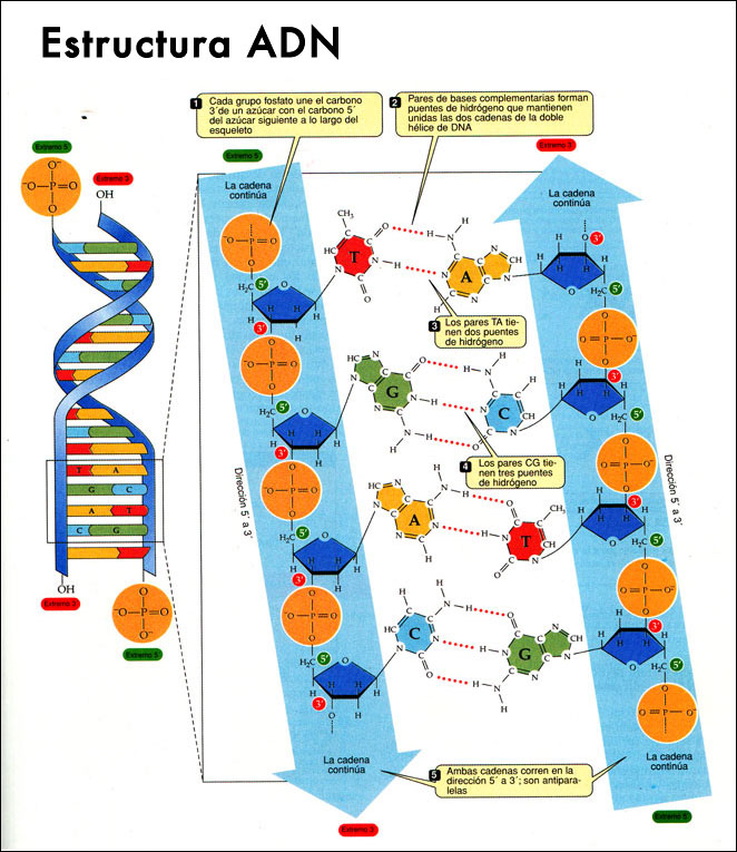 Portafolio Biología