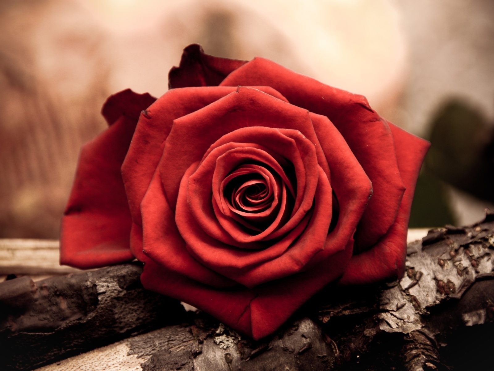 Imágenes de bellas rosas rojas