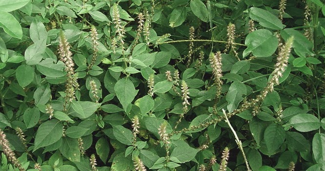 MEDICINAL PLANTS OF DWARKA: Achyranthes aspera