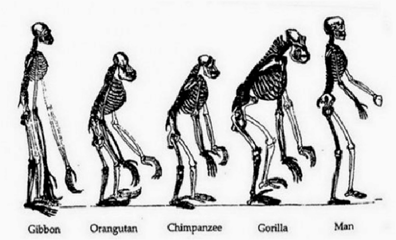 Y.F.Z: Evolusi Manusia (Antara Sains dan Agama Islam)