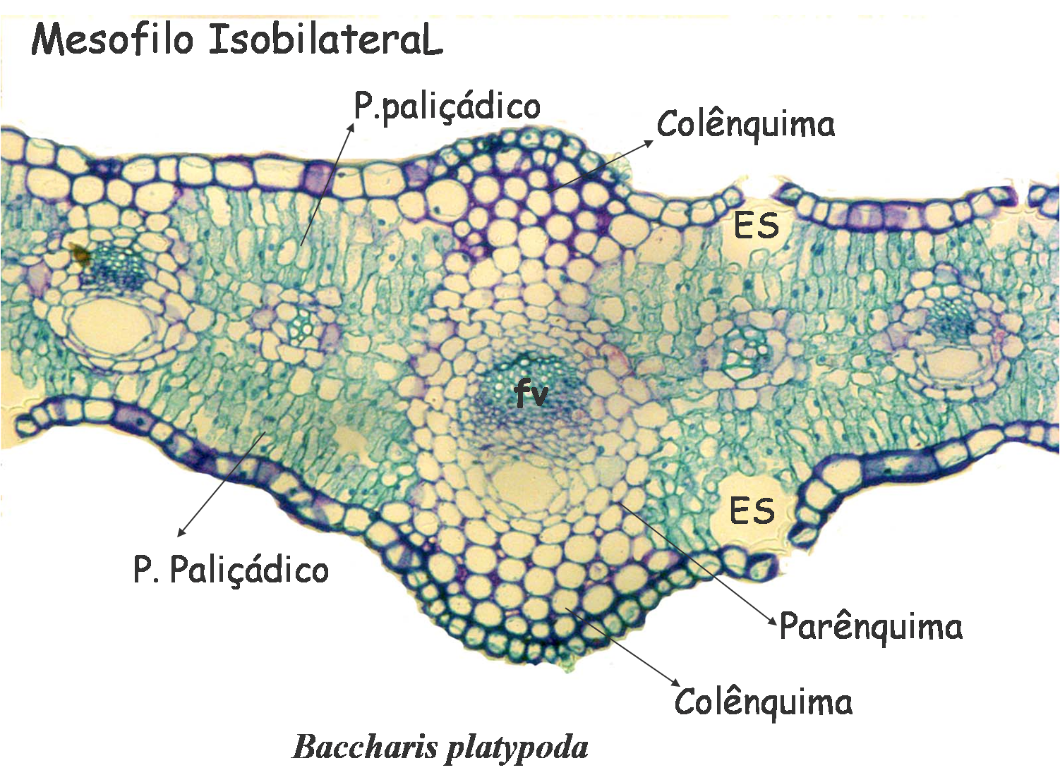 Asteraceae: Folha: estrutura geral.